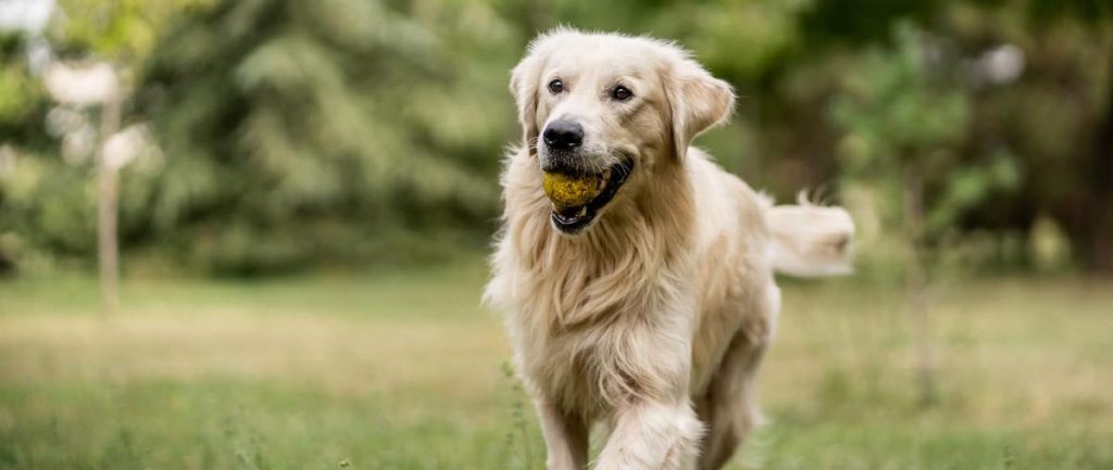 How to Take Care of Senior Golden Retriever Dog in Dubai