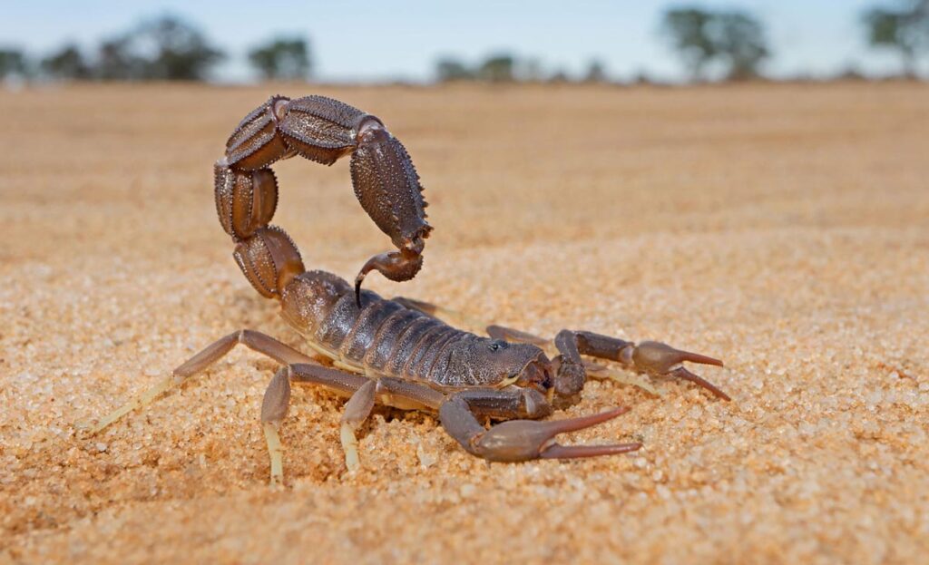 Get up Close and Personal with Wildlife of Dubai Desert
