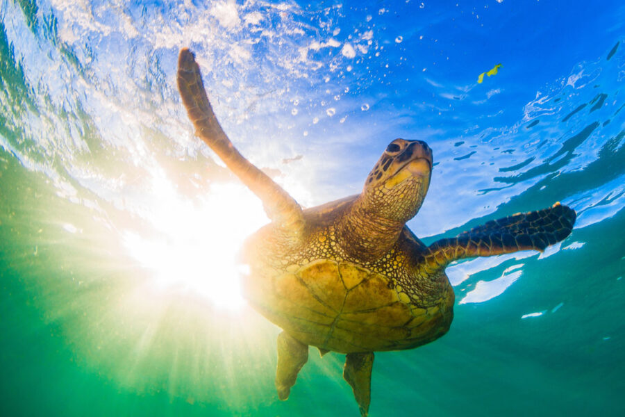 The Importance of Marine Conservation Programs in the UAE