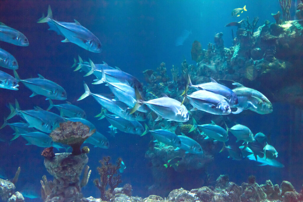 The Importance of Marine Conservation Programs in the UAE